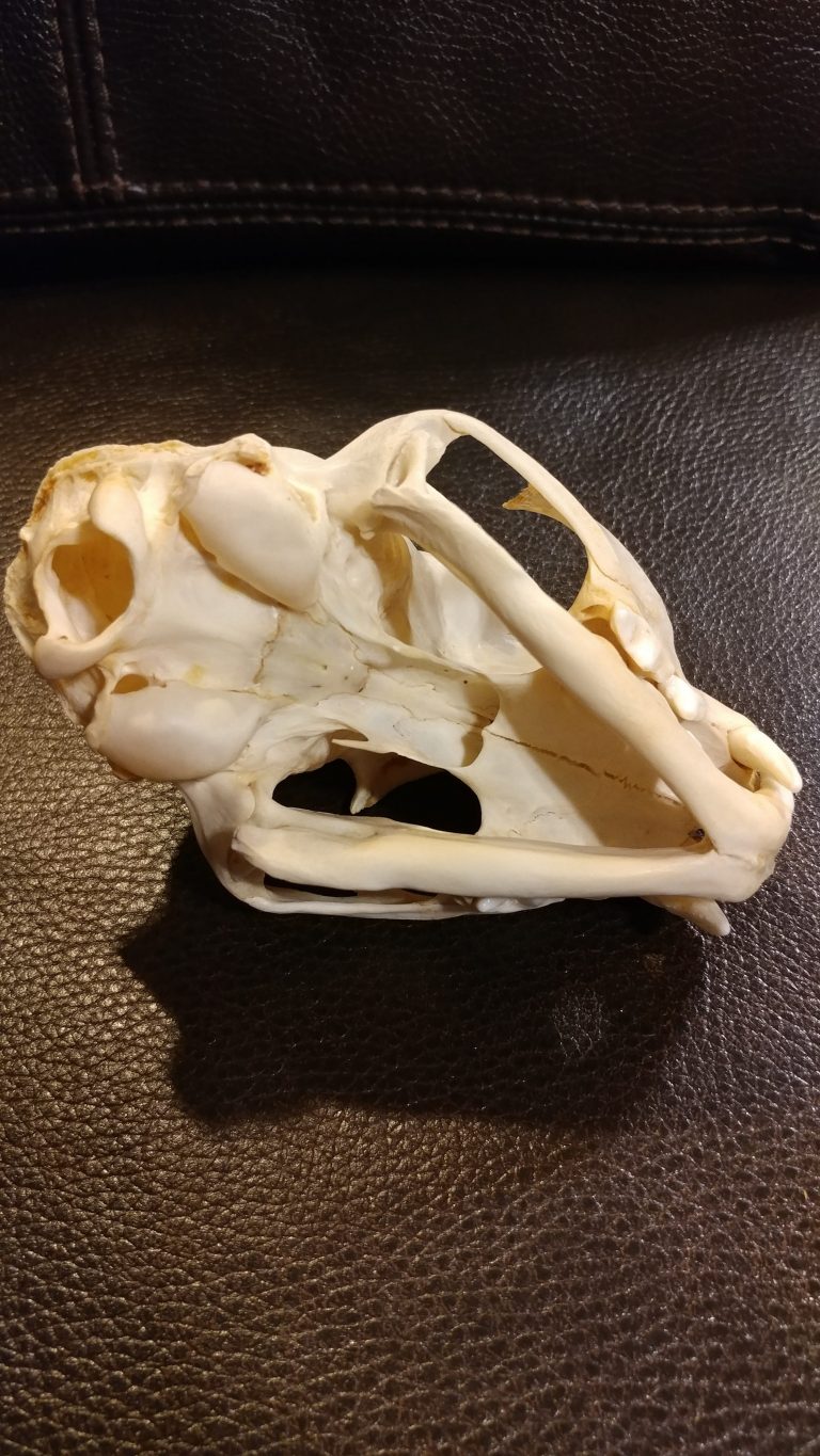 Real American Bobcat Skull - LarryFlaxman.com