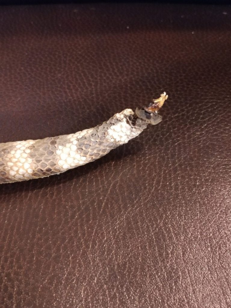 Vintage Real Rattlesnake Taxidermy - LarryFlaxman.com