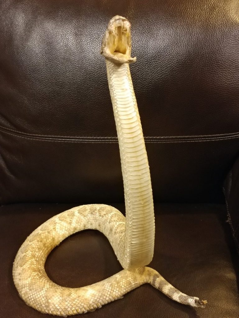 Vintage Real Rattlesnake Taxidermy - LarryFlaxman.com